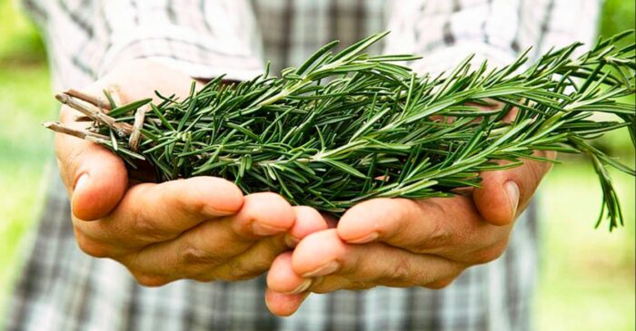 Explorando o Poder Curativo das Ervas Medicinais Brasileiras - Vital ...